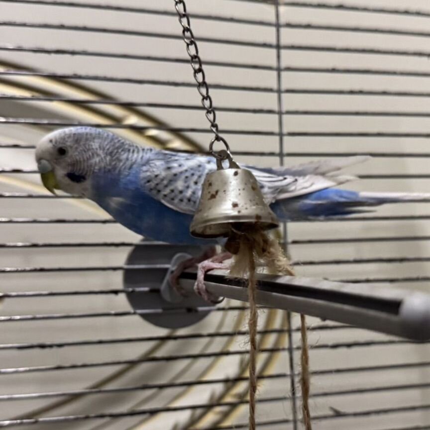 Волнистый попугай с клеткой