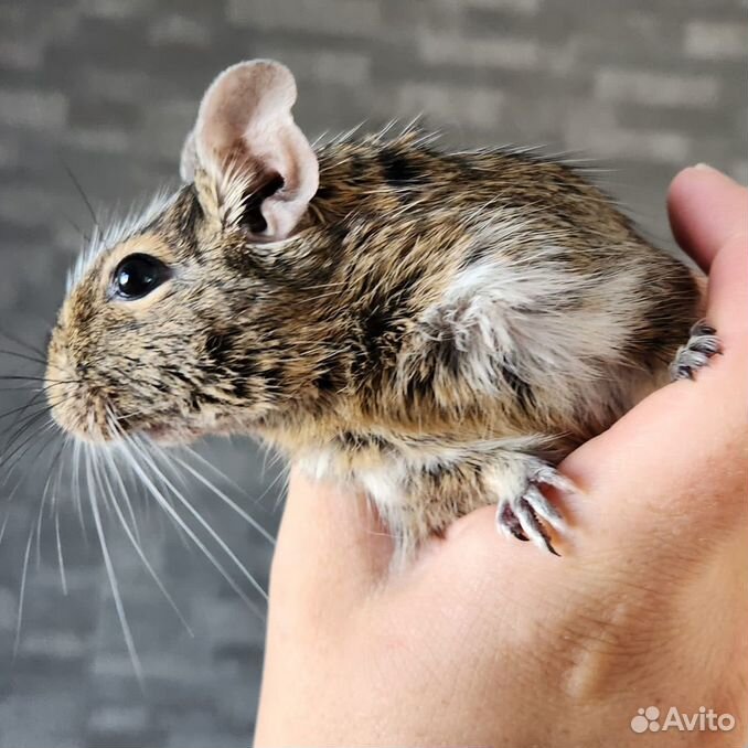 Белки дегу девочки бесплатно