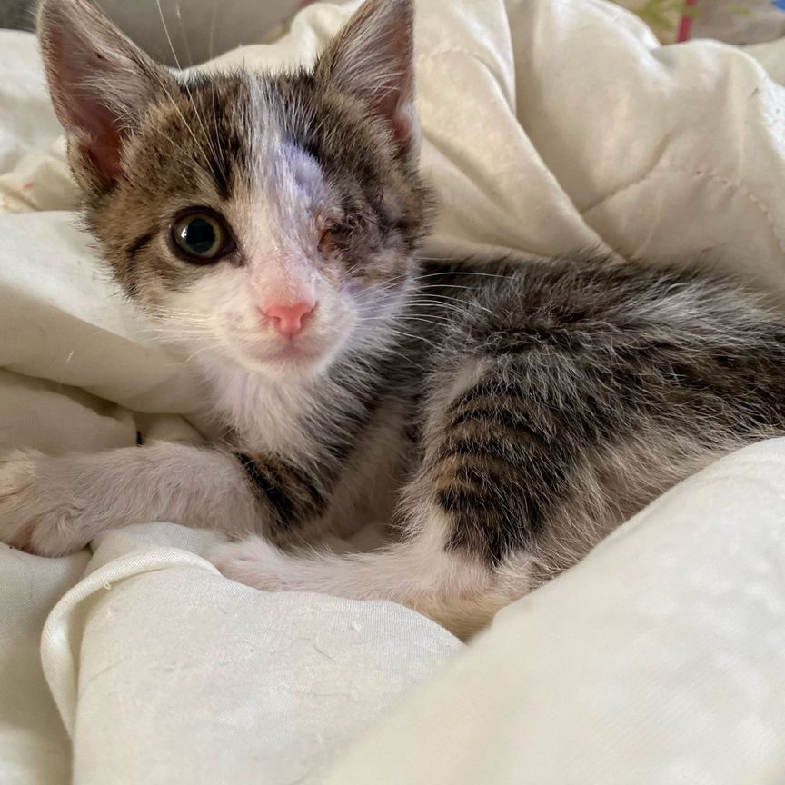 Котята очень нуждаются в любящих хозяевах