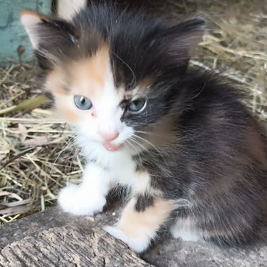 Котята в добрые руки бесплатно