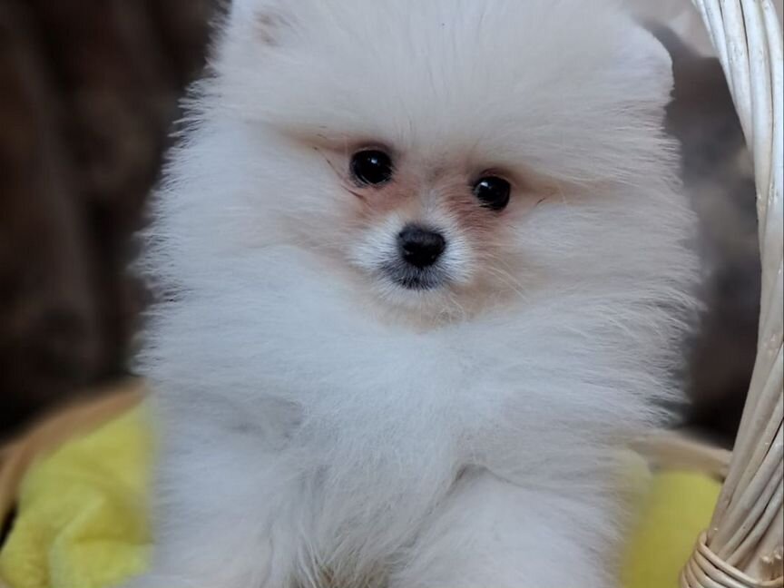 Померанский шпиц медвежьего типа