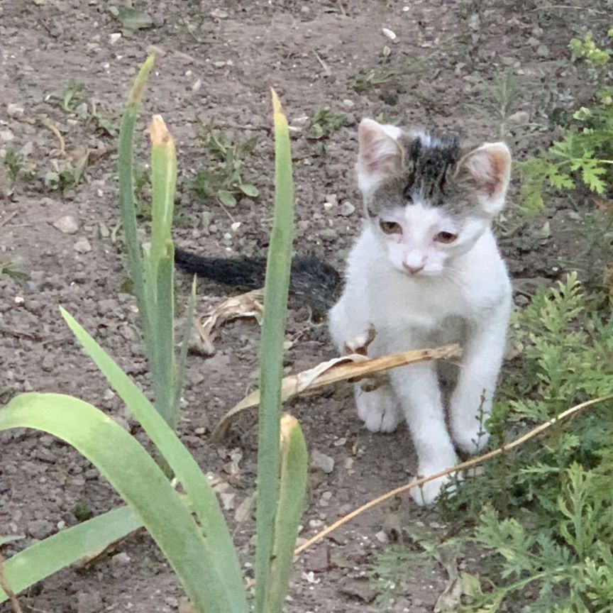 Котята в добрые руки бесплатно девочка
