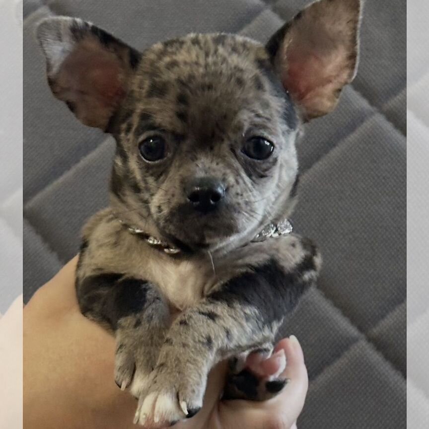 Чихуахуа, щенок