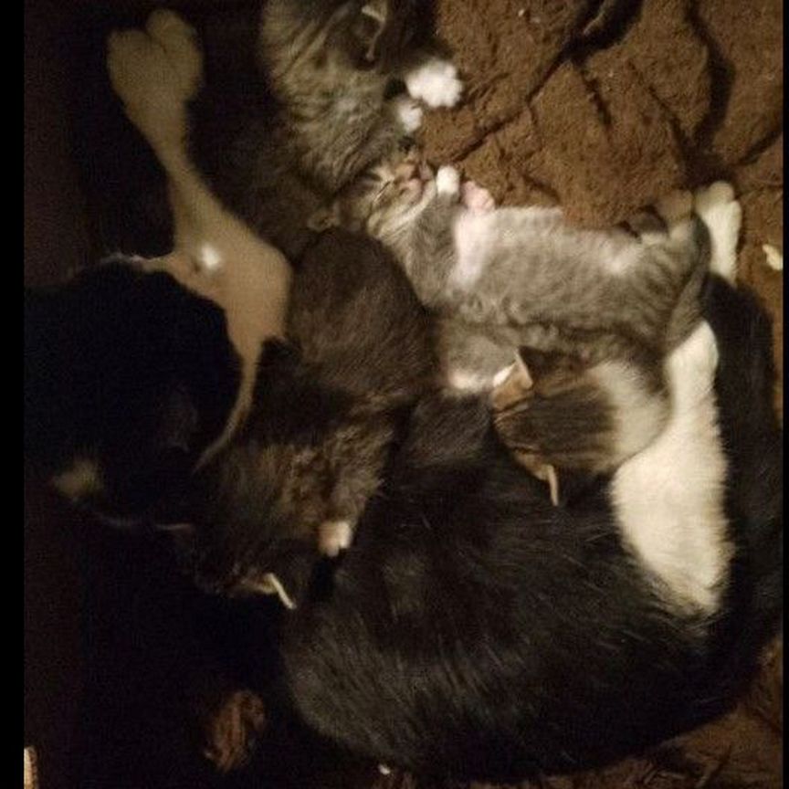 Котята в добрые руки