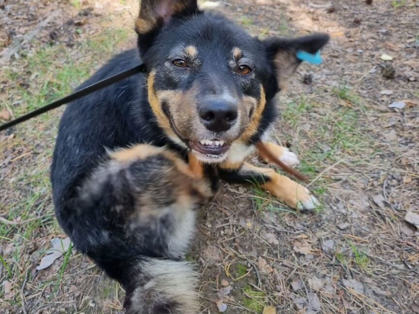 Песик мелкаш ищет дом