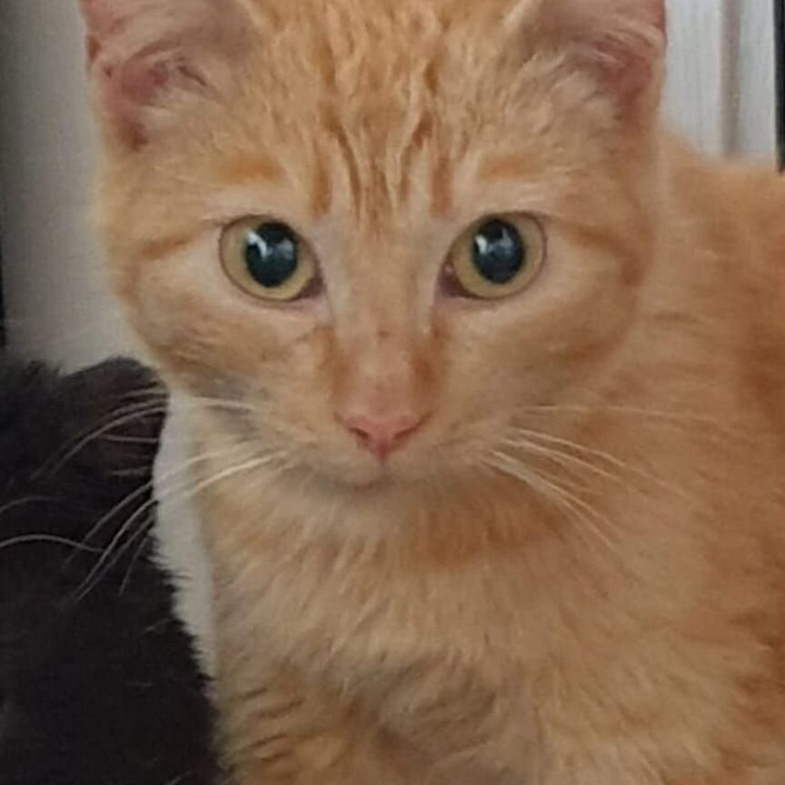 Котики бесплатно