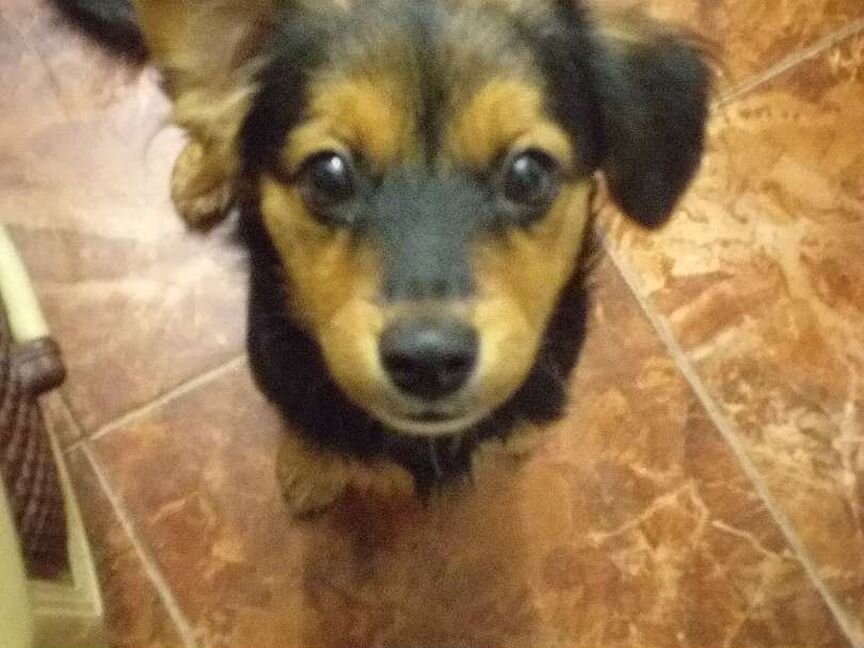 Собака в добрые руки маленькая порода