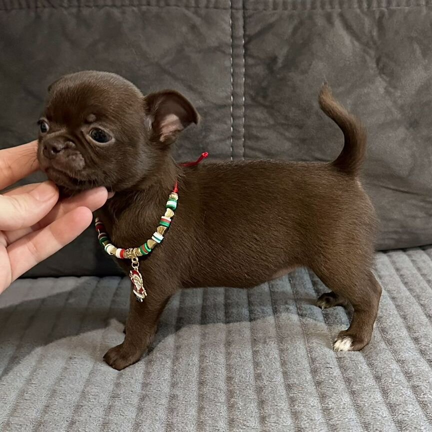 Шоколадная малышка чихуахуа