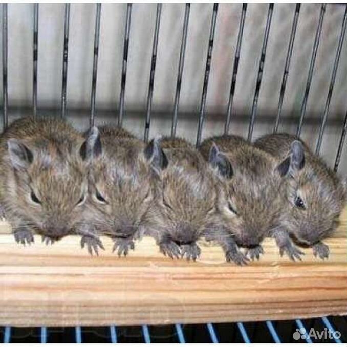 Бельчата Дегу