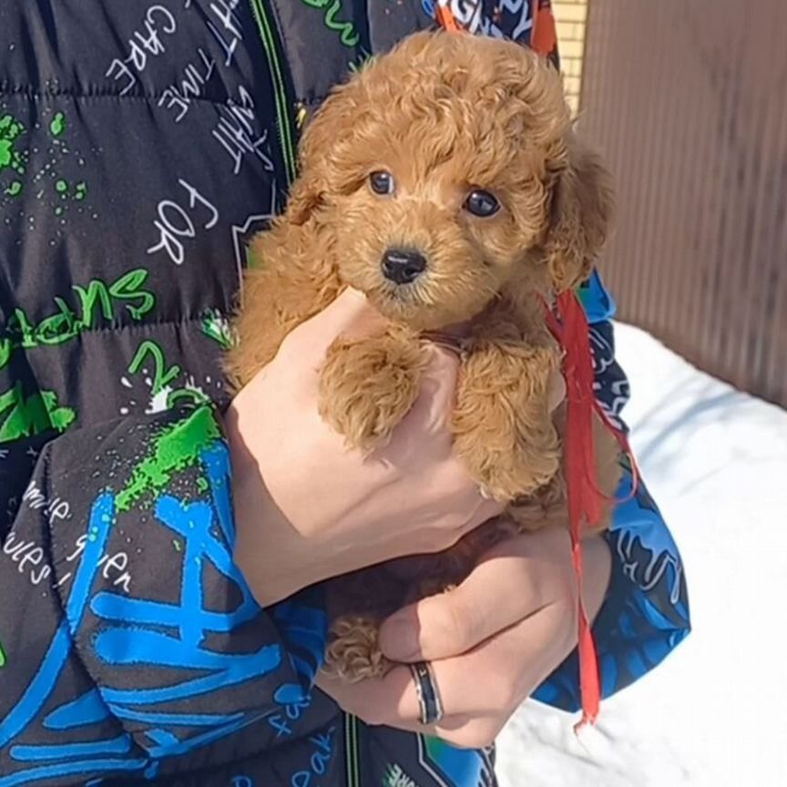 Той-пудель, щенок