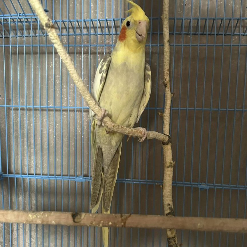 Попугай корелла с клеткой