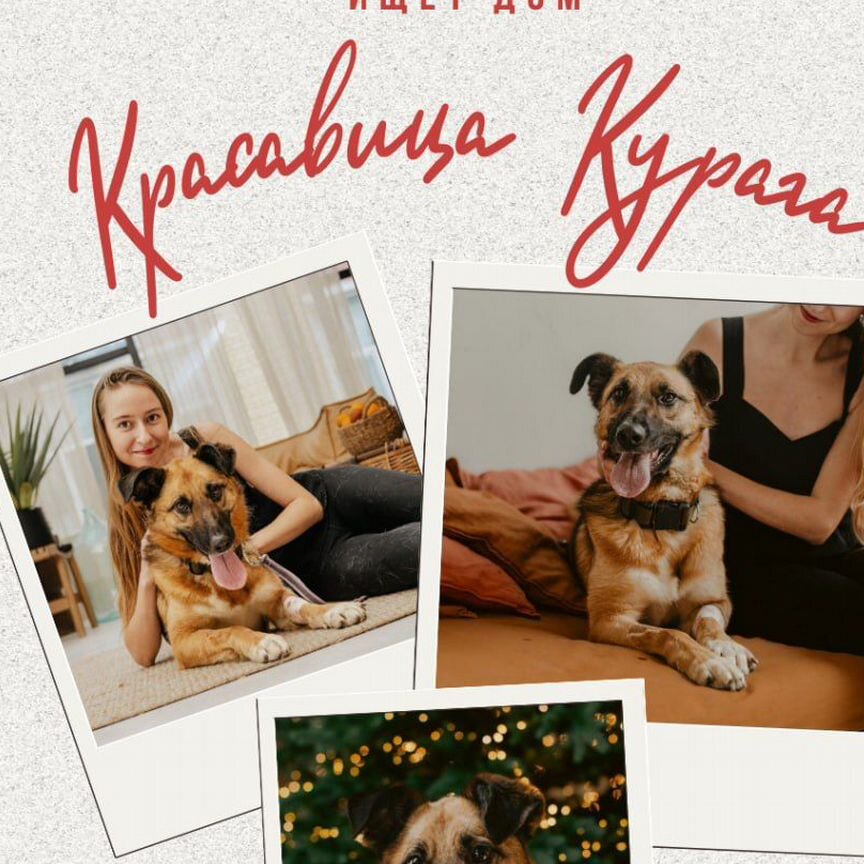 Взрослая собака в добрые руки