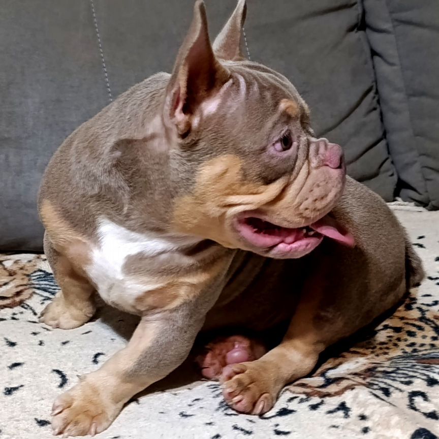 Американский булли, щенок