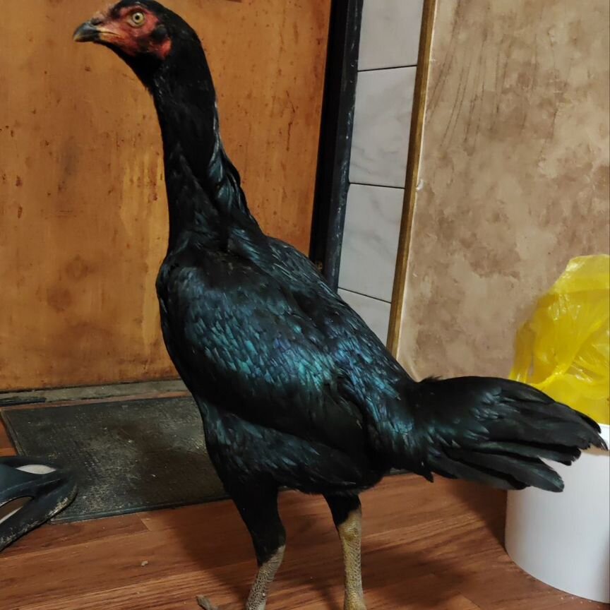 Бойцовские курицы