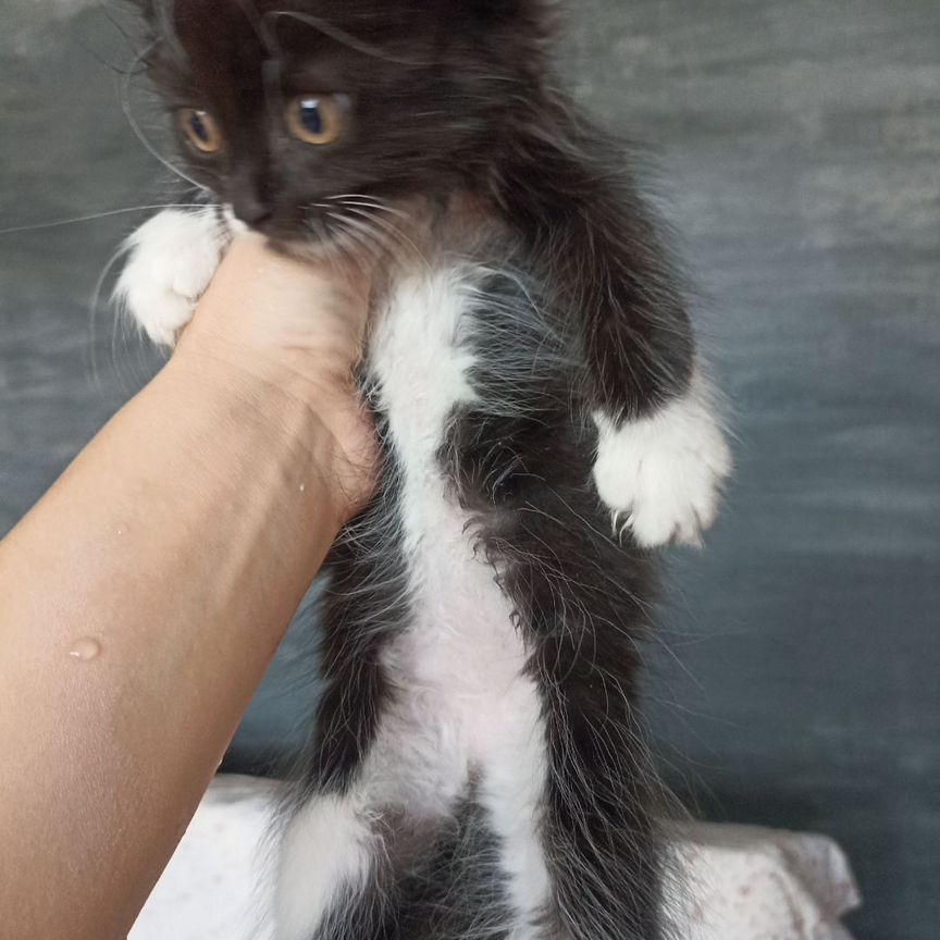 Котенок девочка в добрые руки