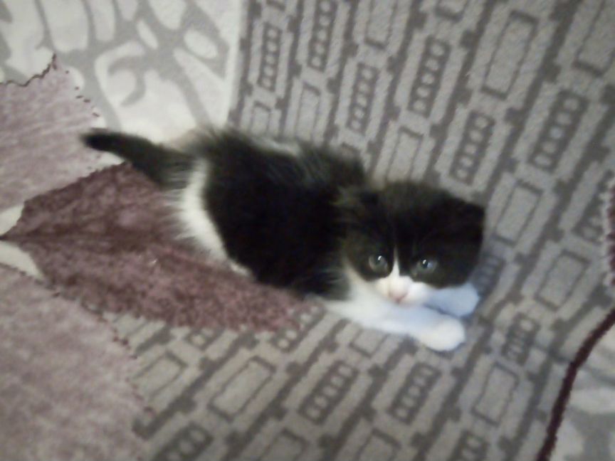 Отдаю котенка (кошечка)