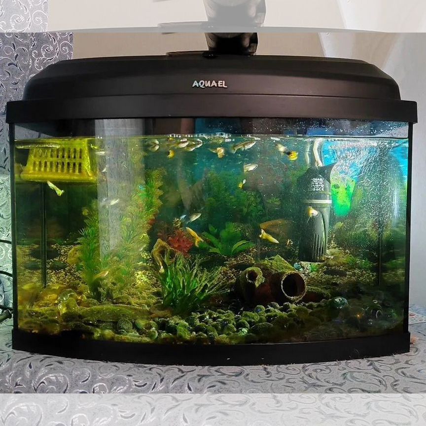 Аквариум панорамный бу