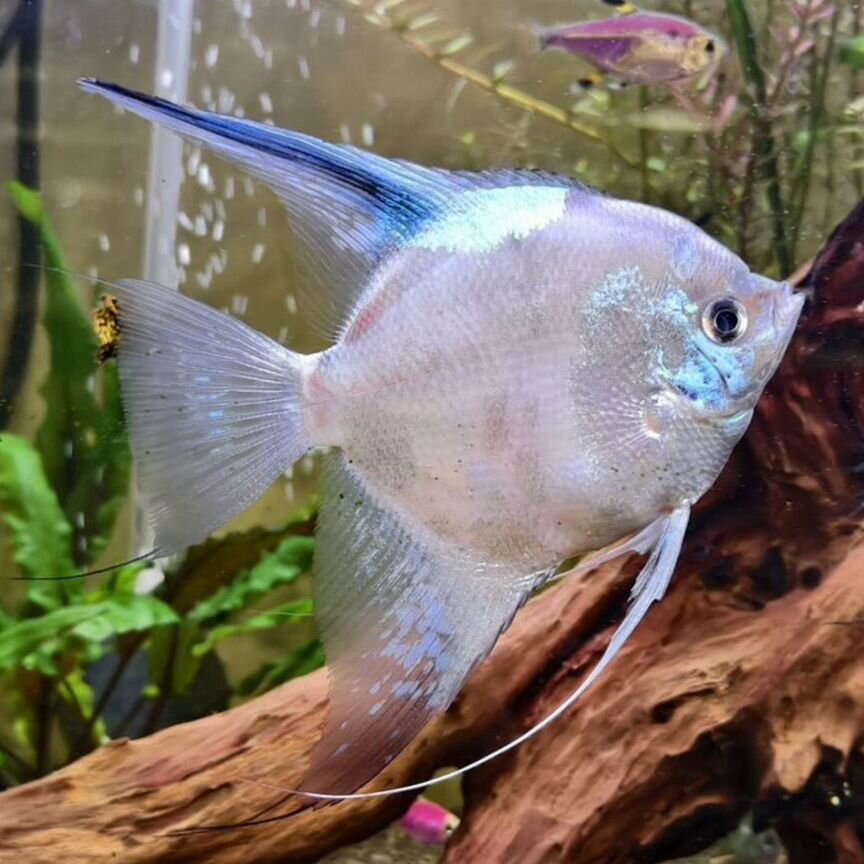 Скалярия обмен