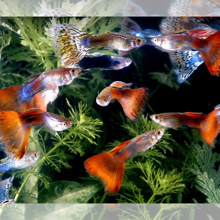 Рыбки гуппи и растения