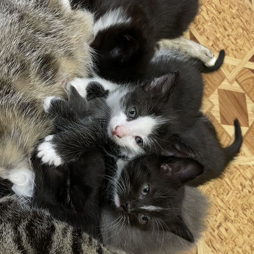 Котята в добрые руки 1 месяц