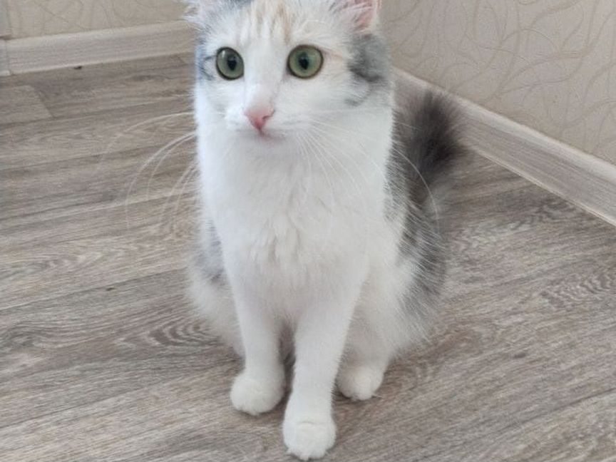 Кошки в добрые руки бесплатно (у ребенка аллергия)