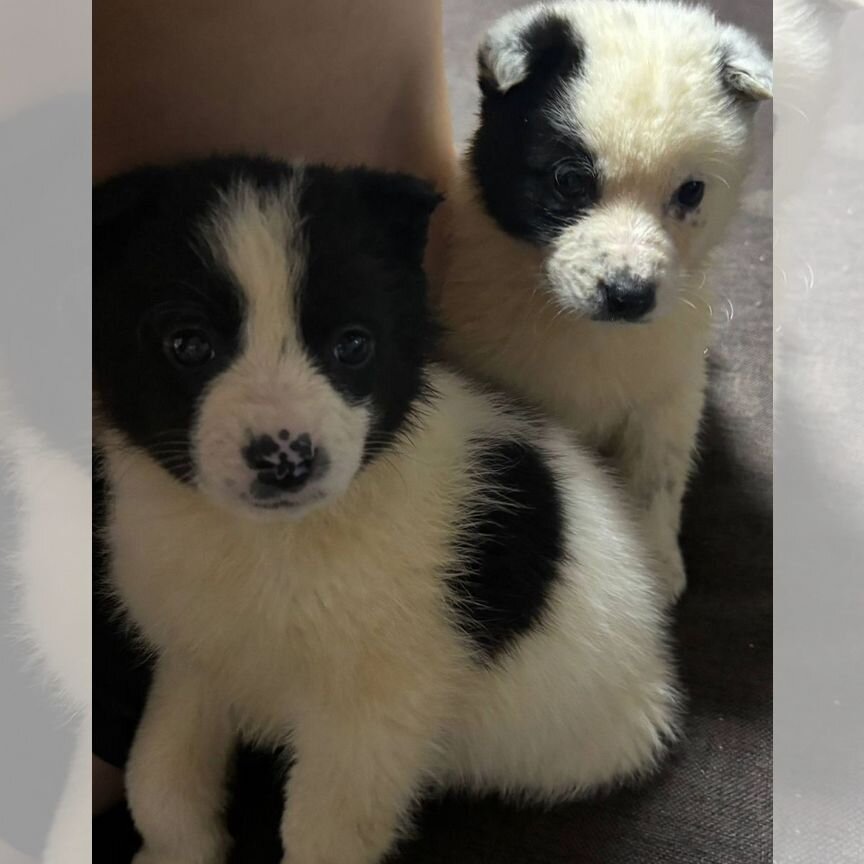 Якутская лайка, щенок