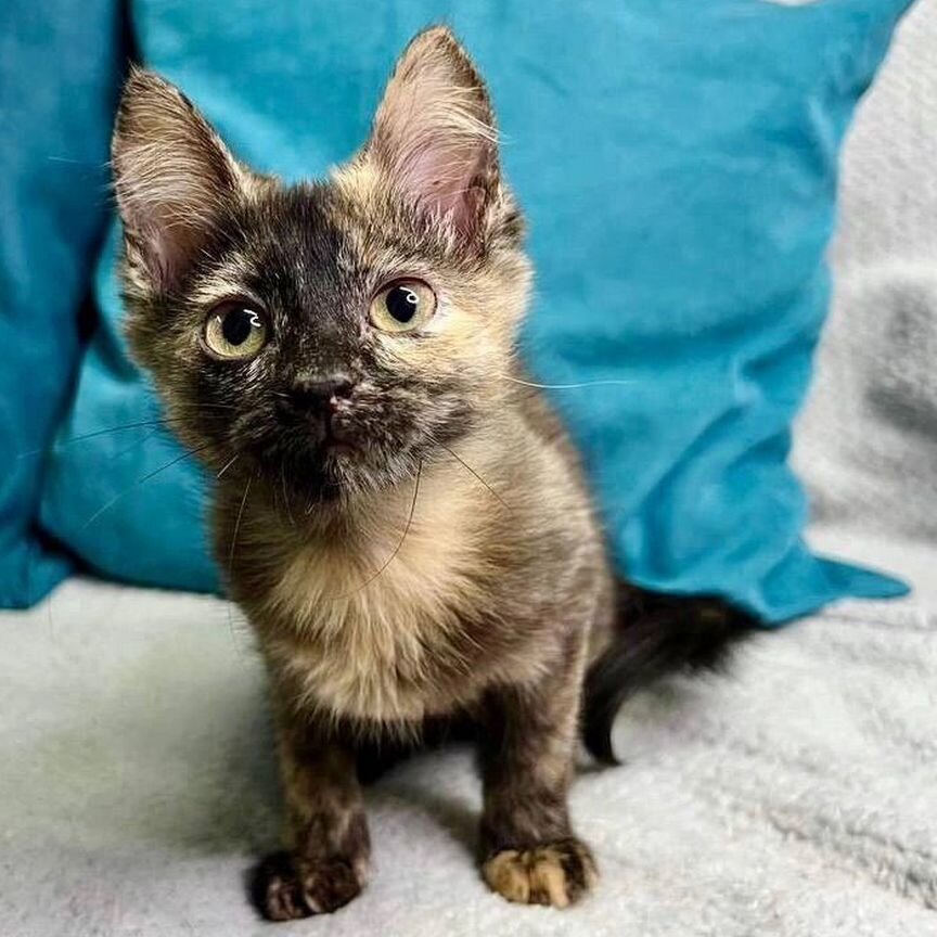 Ириска (2,5 мес) инопланетная кошечка ищет дом