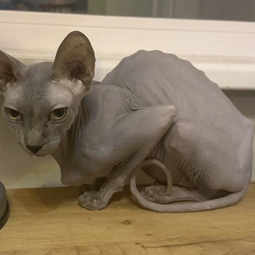 Канадский сфинкс, взрослый кот