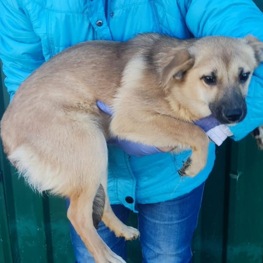 Щенок в добрые руки