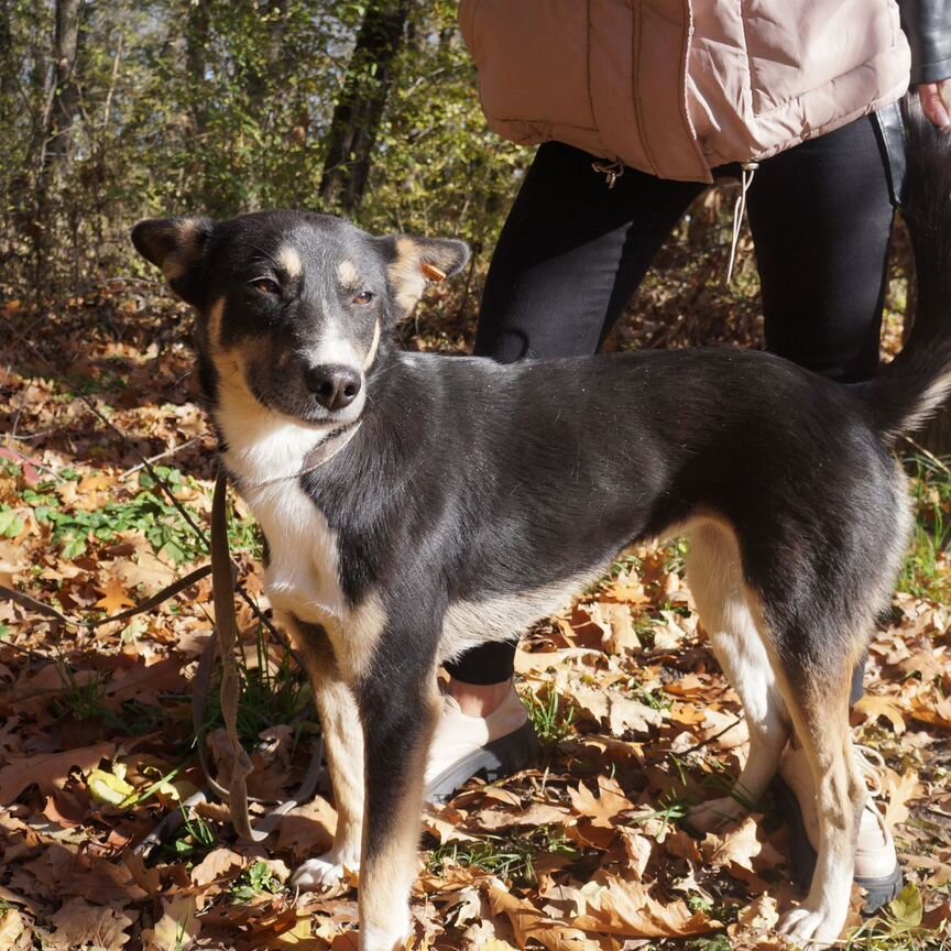 Собака в добрые руки