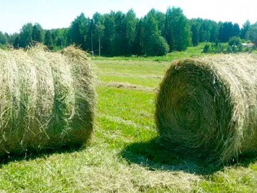 Продам сено в рулонах