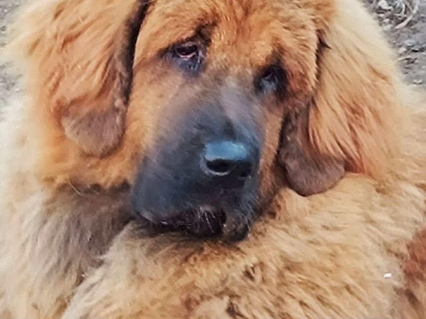 Тибетский мастиф щенки