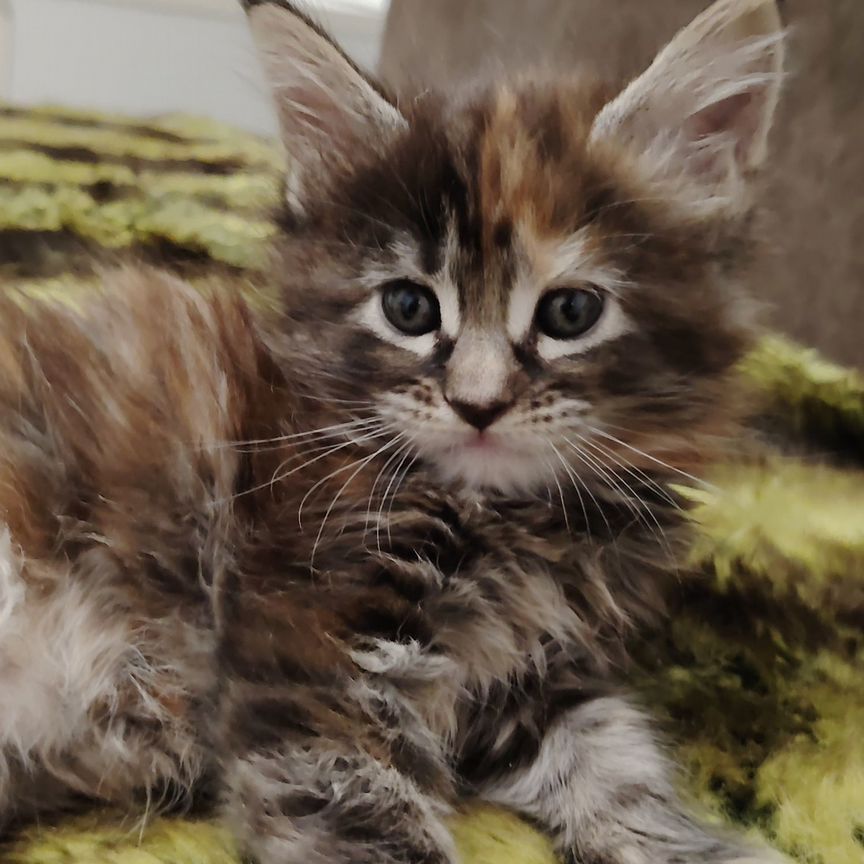 Мейн-кун. Кошечка