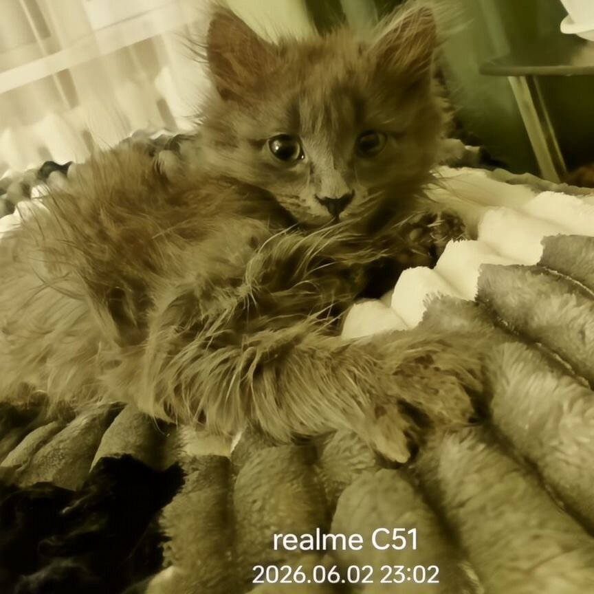Ориентальный котёнок