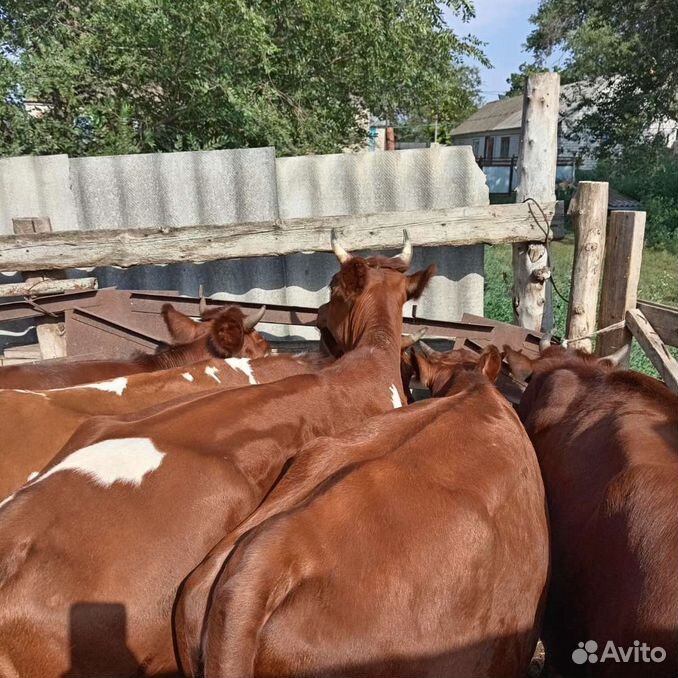 Тёлки полтора года