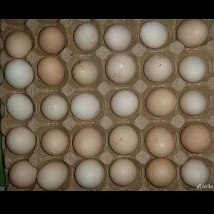 Домашние куриные яйца
