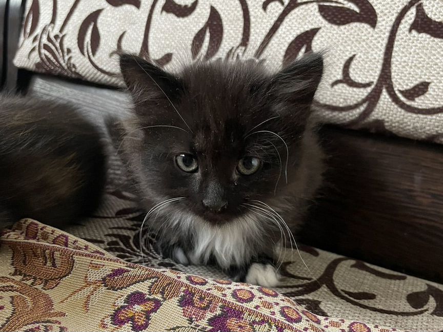 Котенок