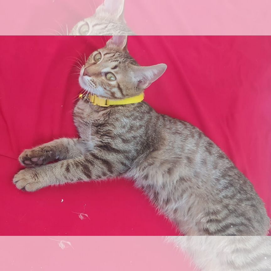 Египетский мао котик 4 мес