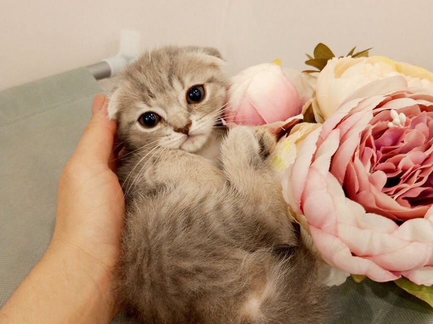 Вислоухий котенок Вискас