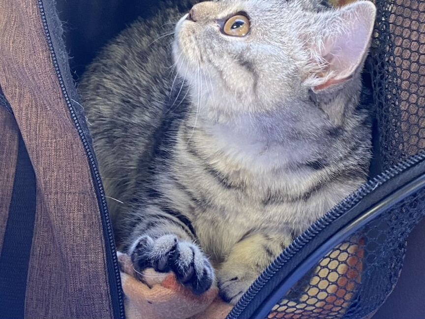 Шотландская кошка
