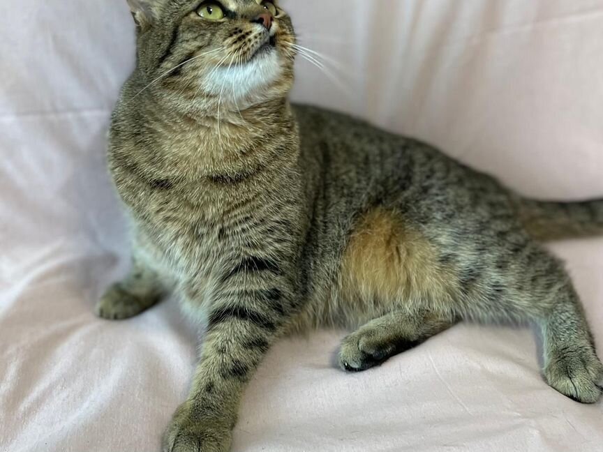 Кошка Матрешка