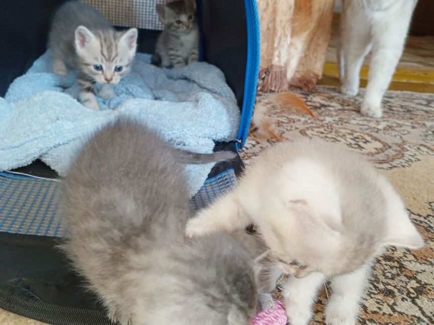 Котята в добрые руки бесплатно
