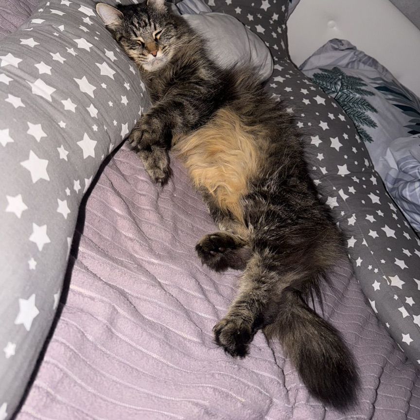 Взрослый кот в добрые руки