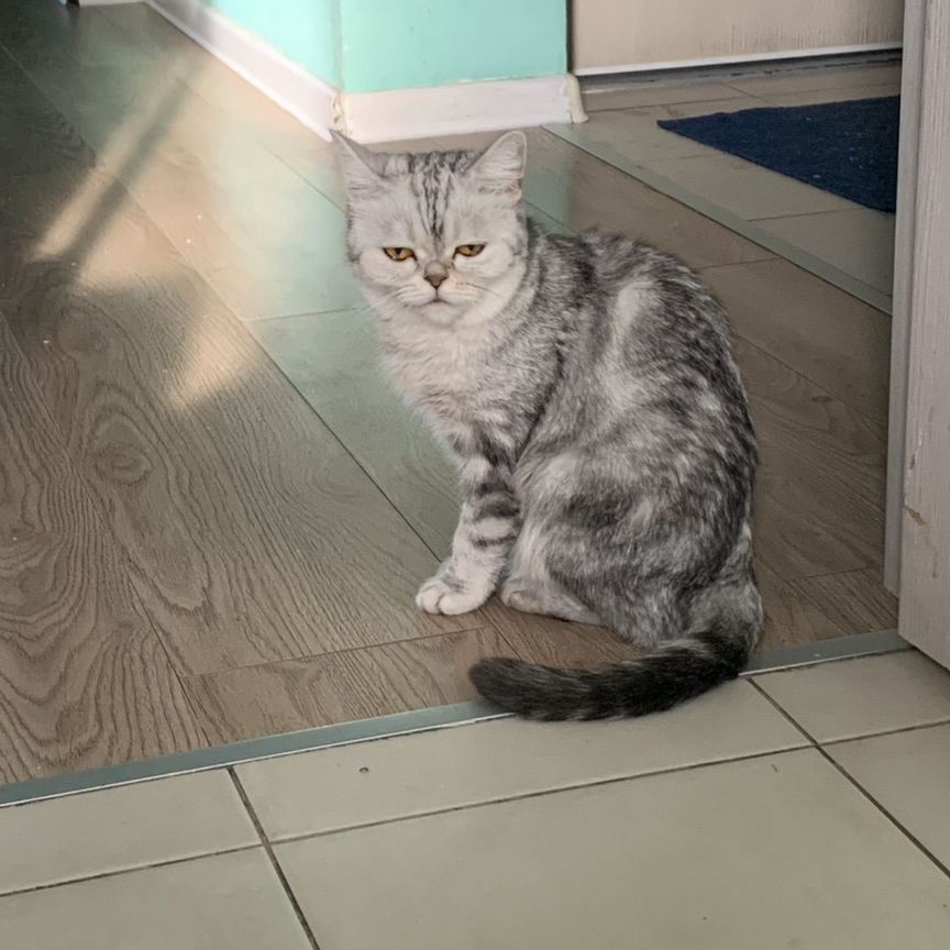 Шотландская прямоухая кошка