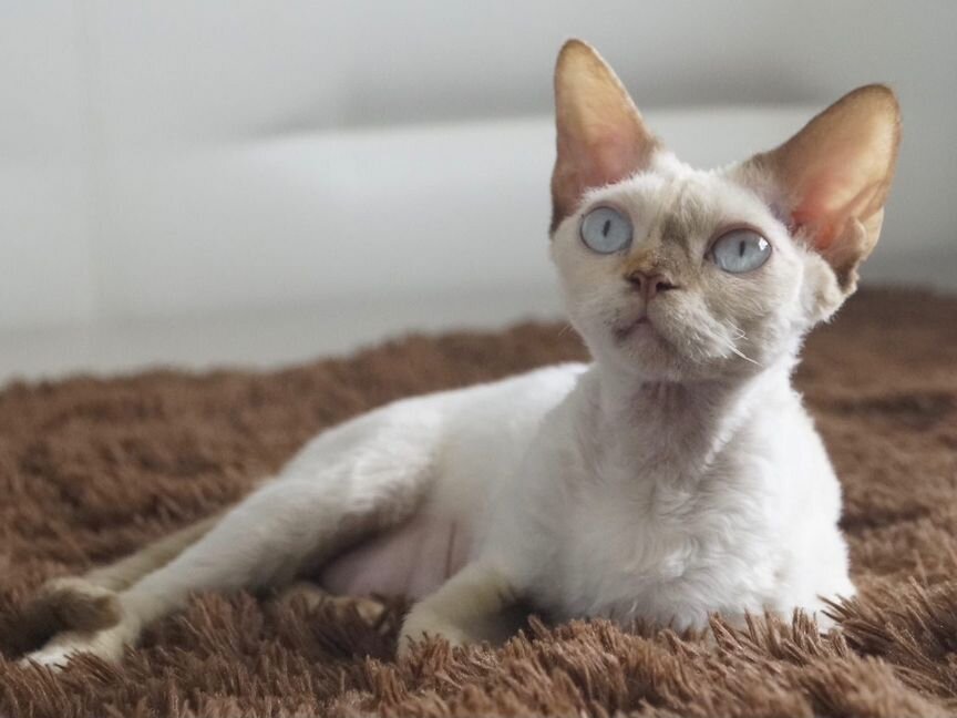 Девон-рекс кошечка