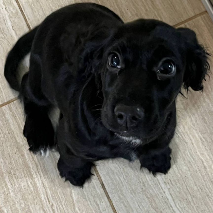 Английский кокер-спаниель, щенок