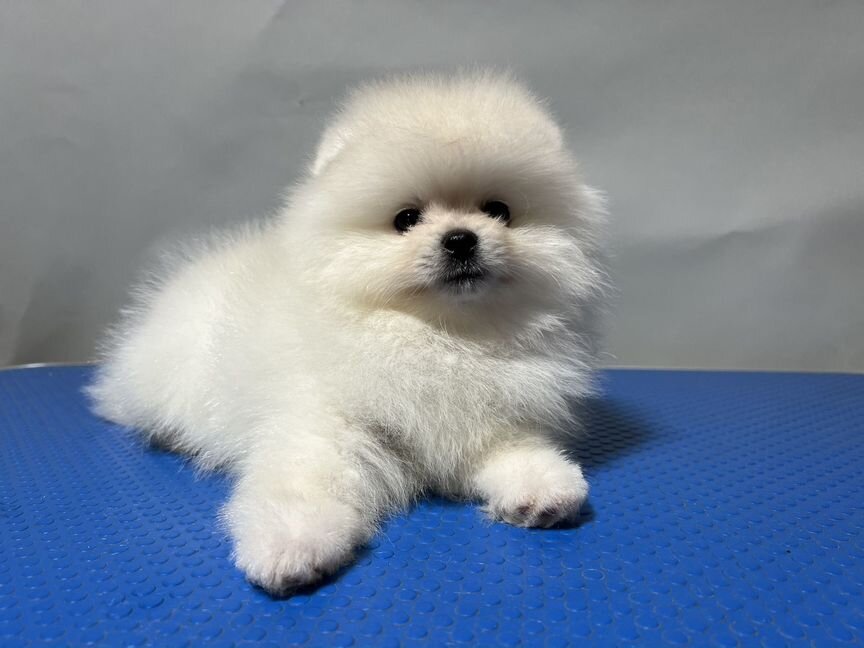Белый померанский шпиц