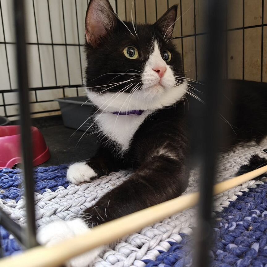 Лонжерон (автолюбители поймут) - это кот, красавчи