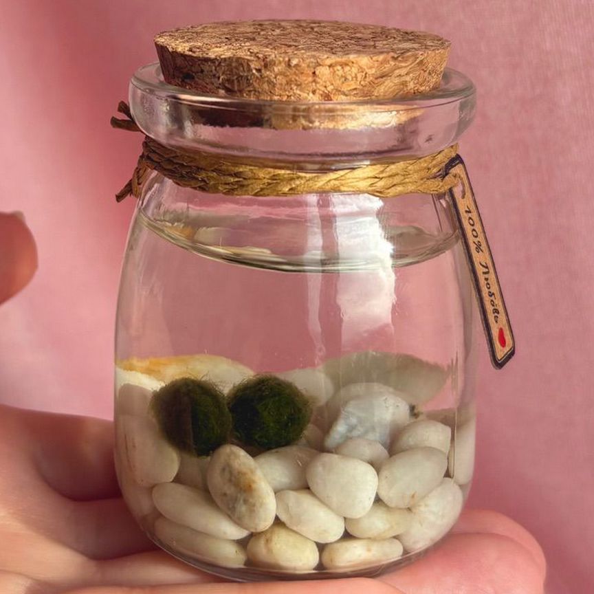 Мох маримо "Гармония" водоросль