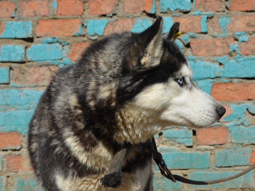 Хаски